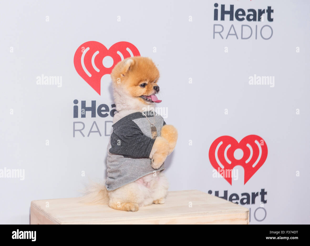 Jiff The Pomeranian attends the 2015 iHeartRadio Music Festival in Las ...