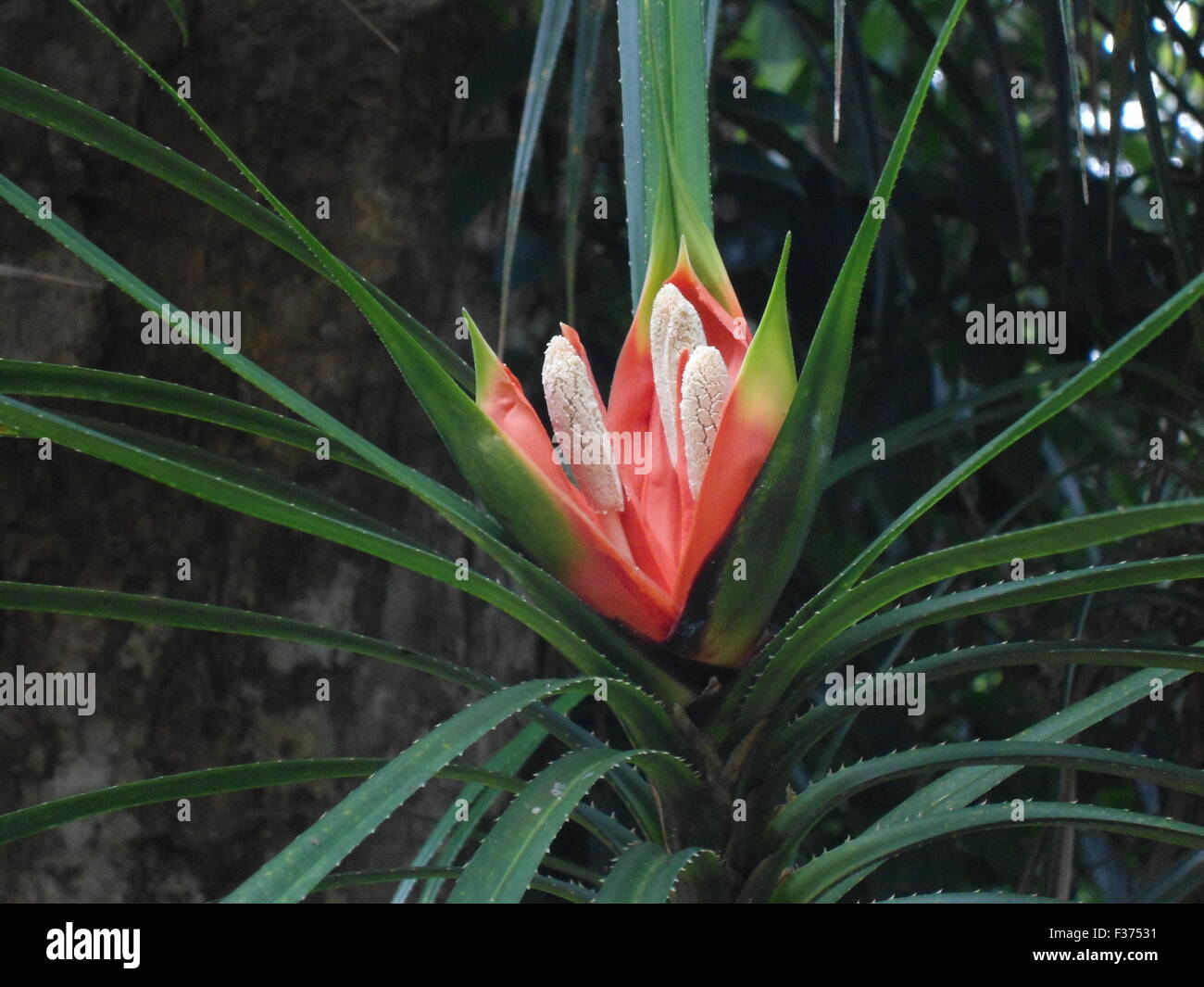 Watakaya hi-res stock photography and images - Alamy