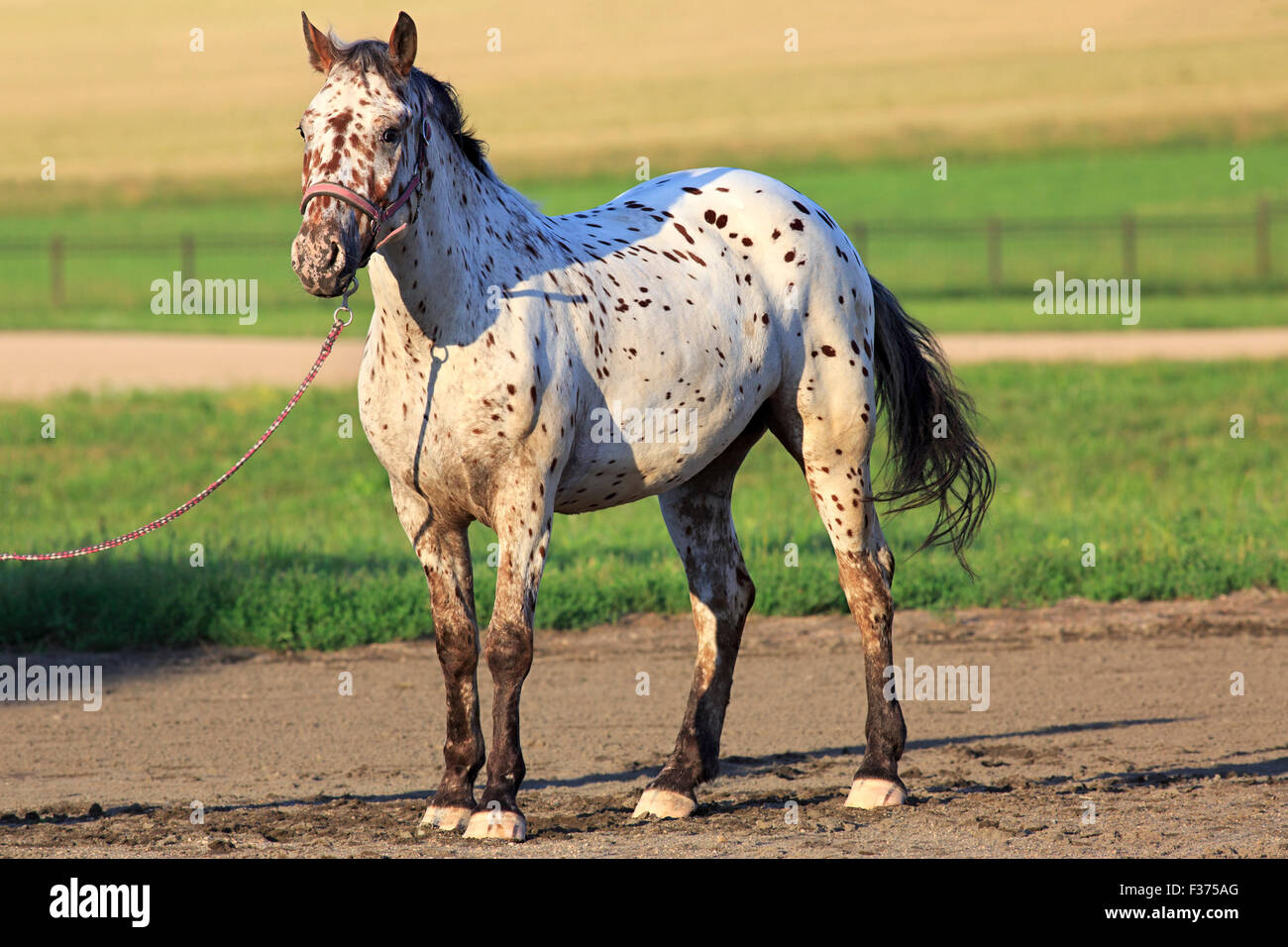 Altai native breed horse piebald or pied suit Stock Photo - Alamy