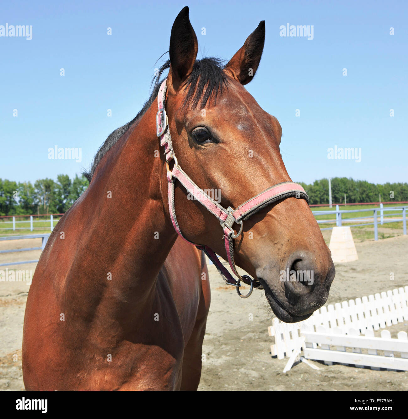 Hanoverian horse standing hi-res stock photography and images - Alamy