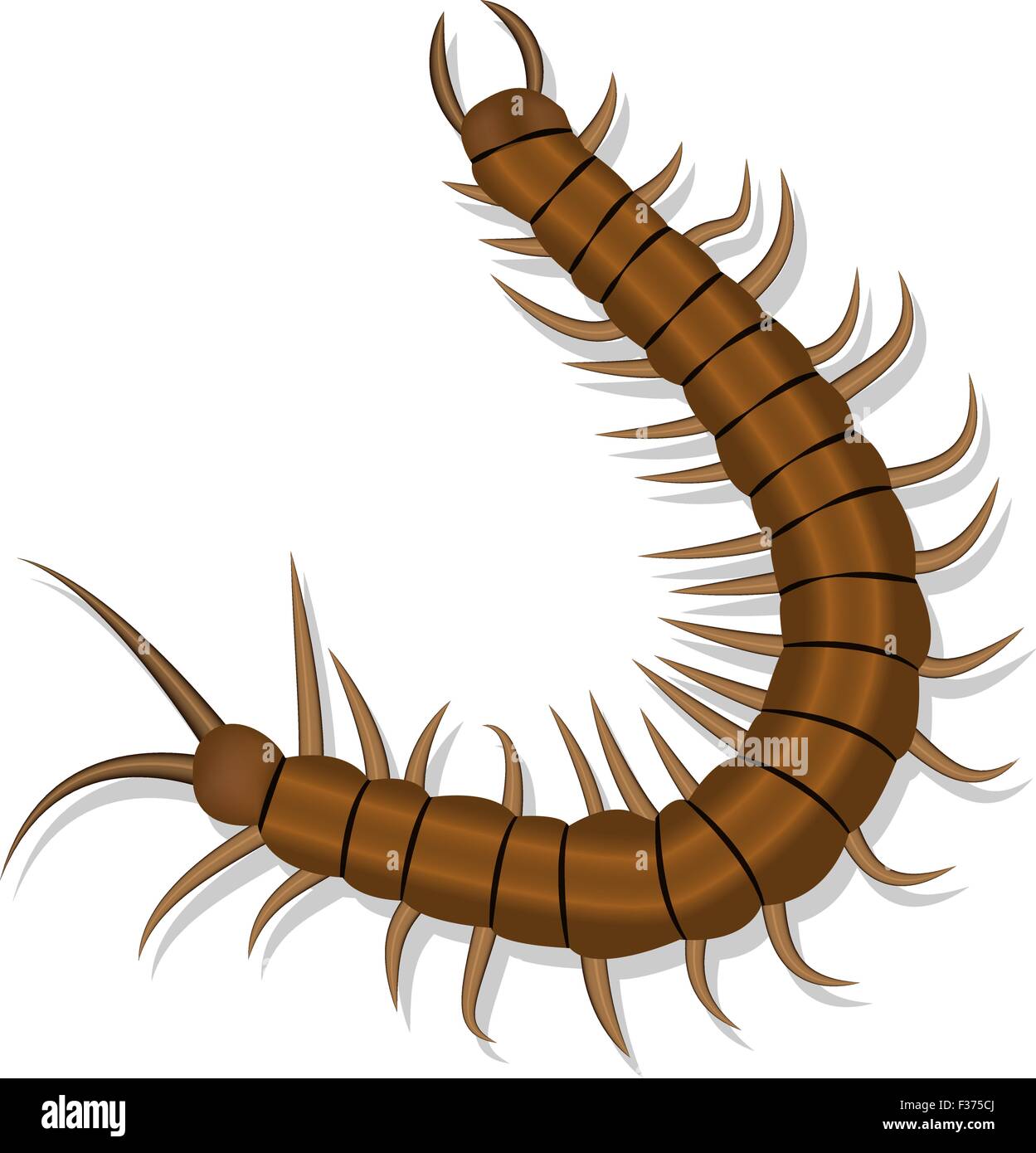 Realistic centipede with shadow isolated Stock Vector Image & Art - Alamy