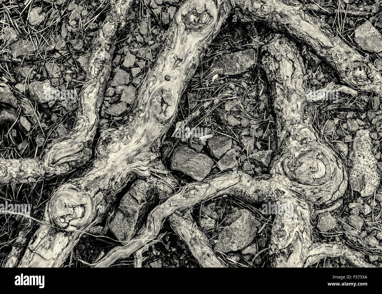 Gnarled roots grow through rocky gravel and stones in black and white ...