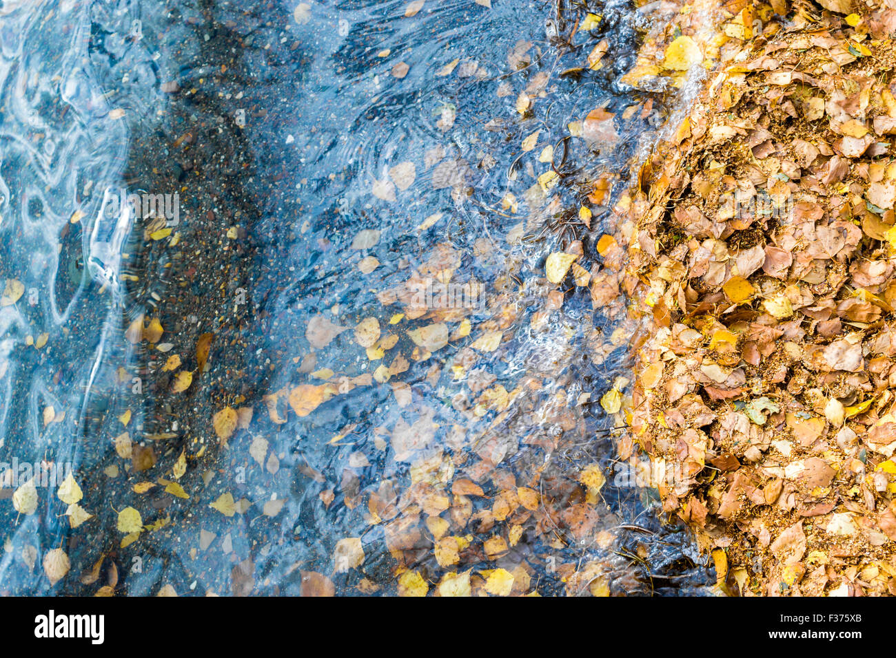 Water waves gently lap into many yellow birch leaves on the shore Stock ...