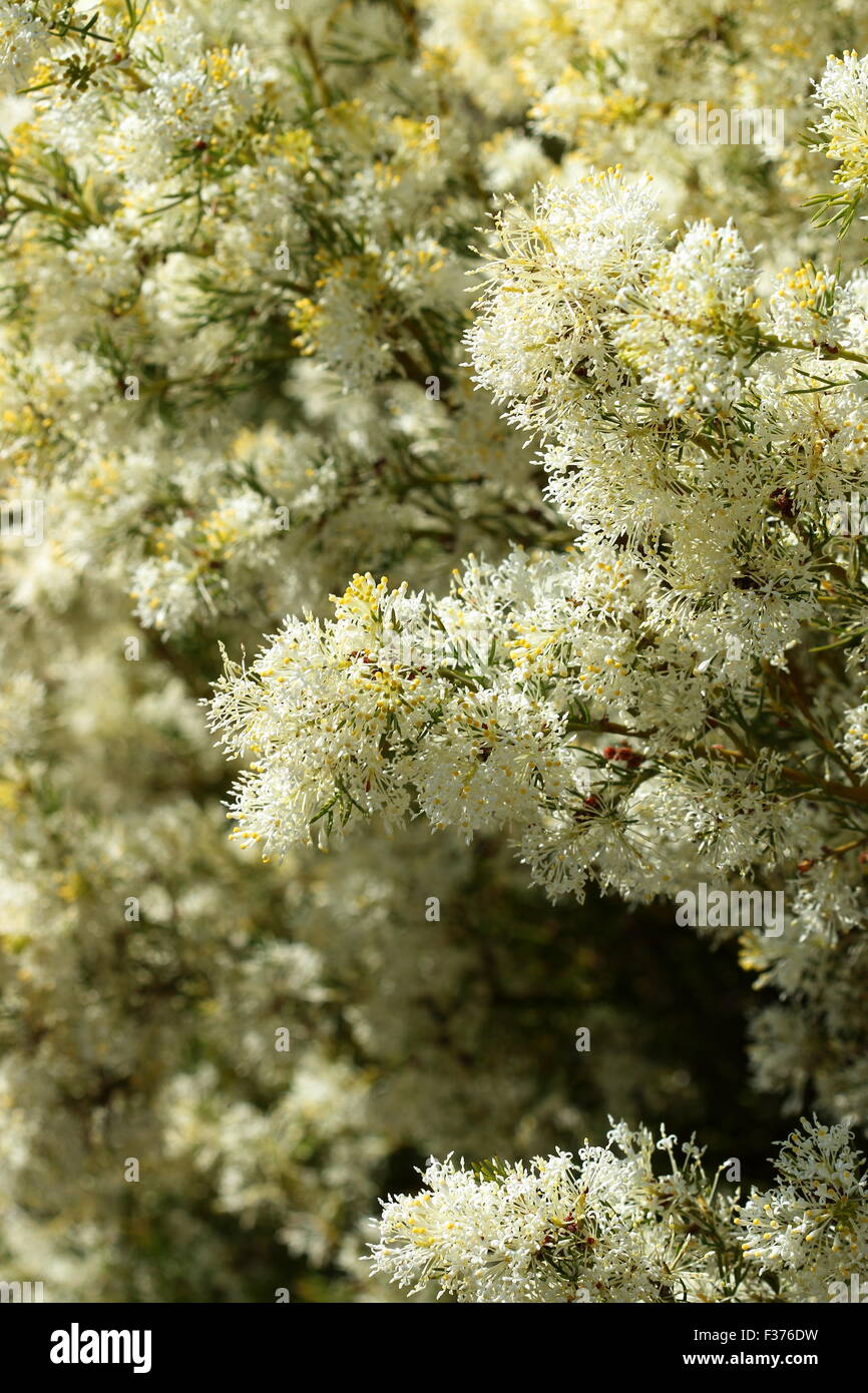 Close up of Grevillea curviloba subsp incurva Stock Photo - Alamy