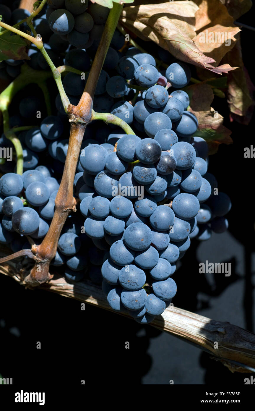 Lemberger vine hi-res stock photography and images - Alamy