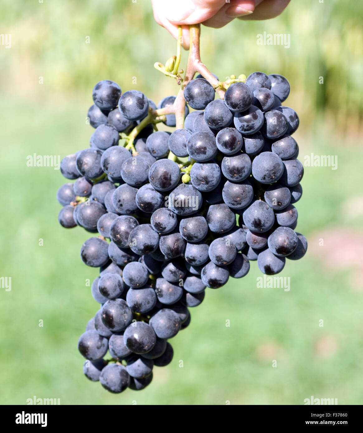 Merlot Grapevines High Resolution Stock Photography and Images - Alamy