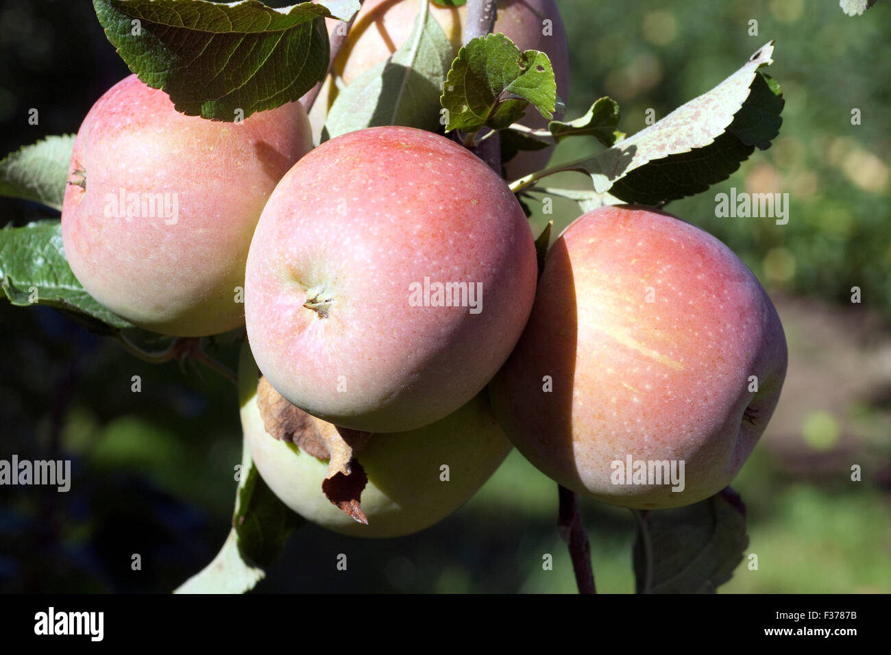 Pink Lady, Apfel, Malus, domestica Stock Photo - Alamy