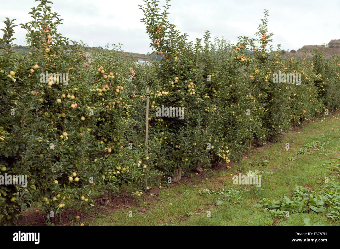 Pink Lady, Apfel, Malus, domestica Stock Photo - Alamy