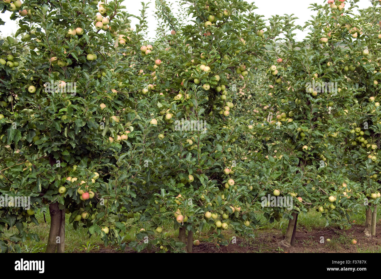 Pink Lady, Apfel, Malus, domestica Stock Photo - Alamy
