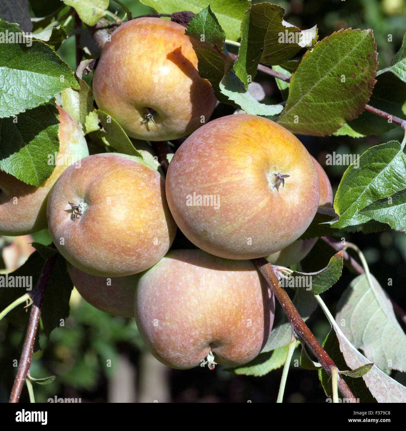 Pink Lady, Apfel, Malus, domestica Stock Photo - Alamy