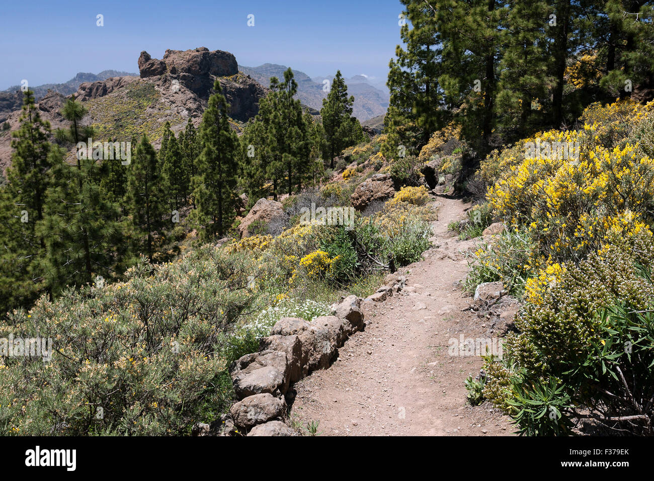 Trail around the Roque Nublo, blooming vegetation, yellow flowering ...