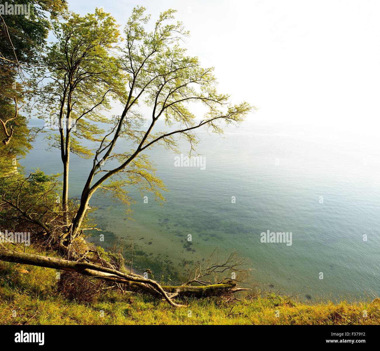 Trees on cliff overlooking sea hi-res stock photography and images - Alamy
