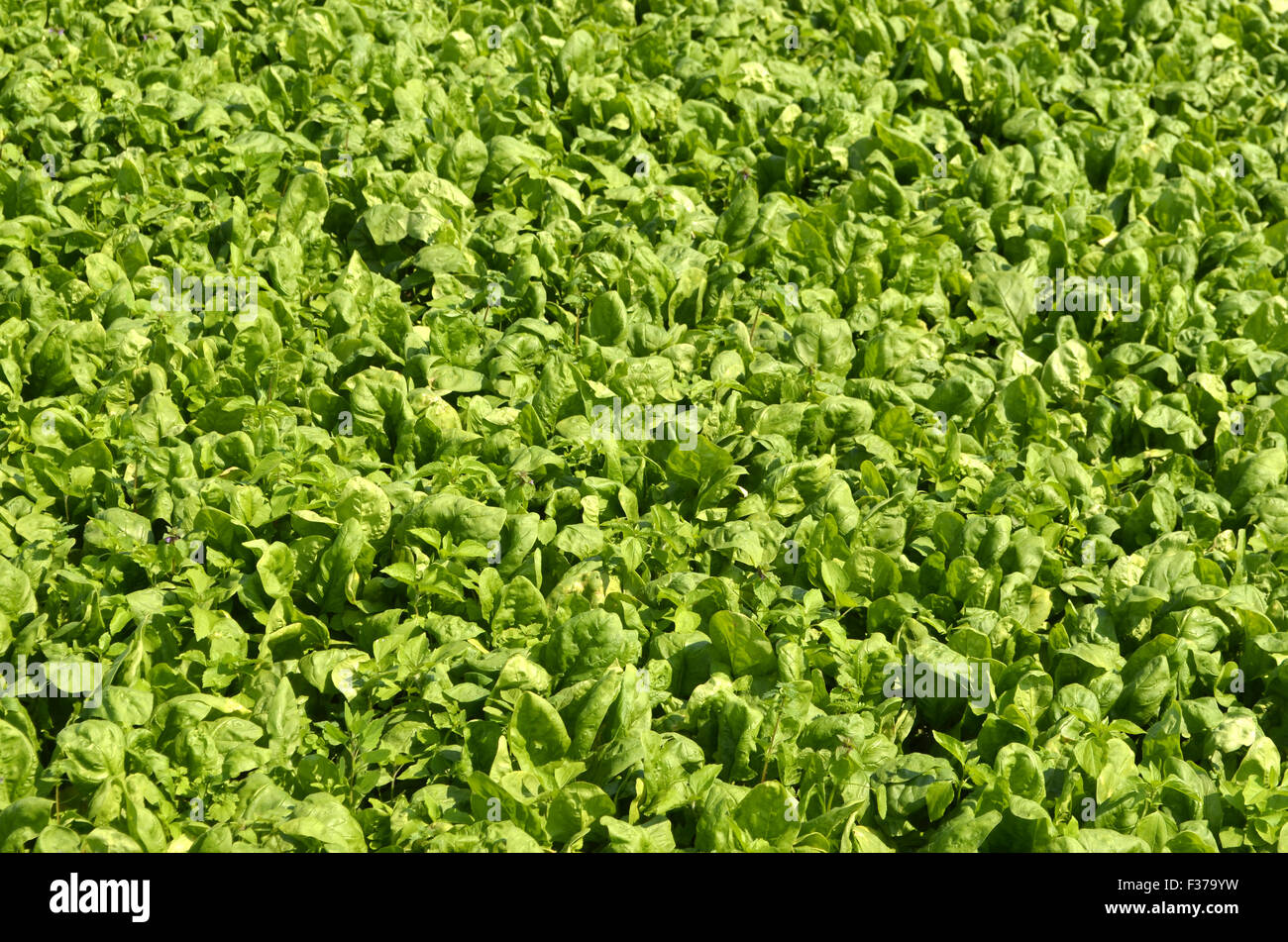 Field of spinach hi-res stock photography and images - Alamy