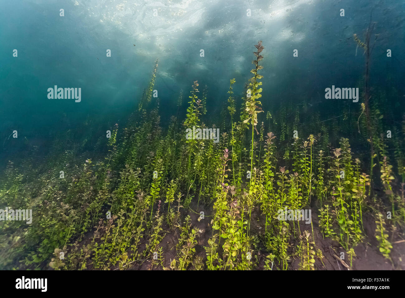 Pondweed (Potamogeton sp.), Echinger Weiher, Munich, Bavaria, Germany ...