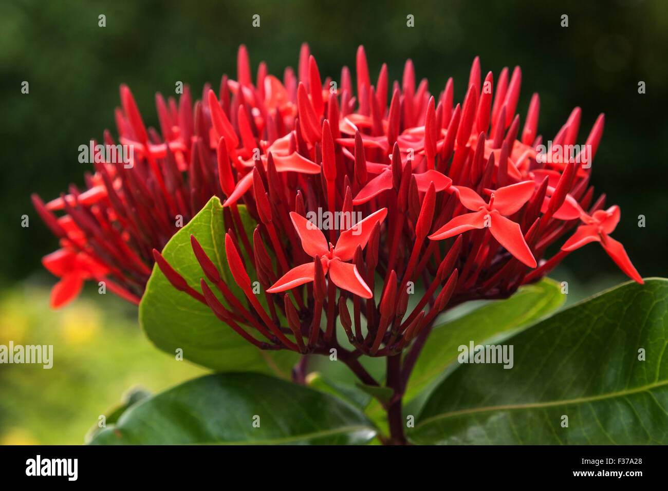Jungle geranium, also flame of the woods or jungle flame (Ixora coccinea) blossom, La Digue ...