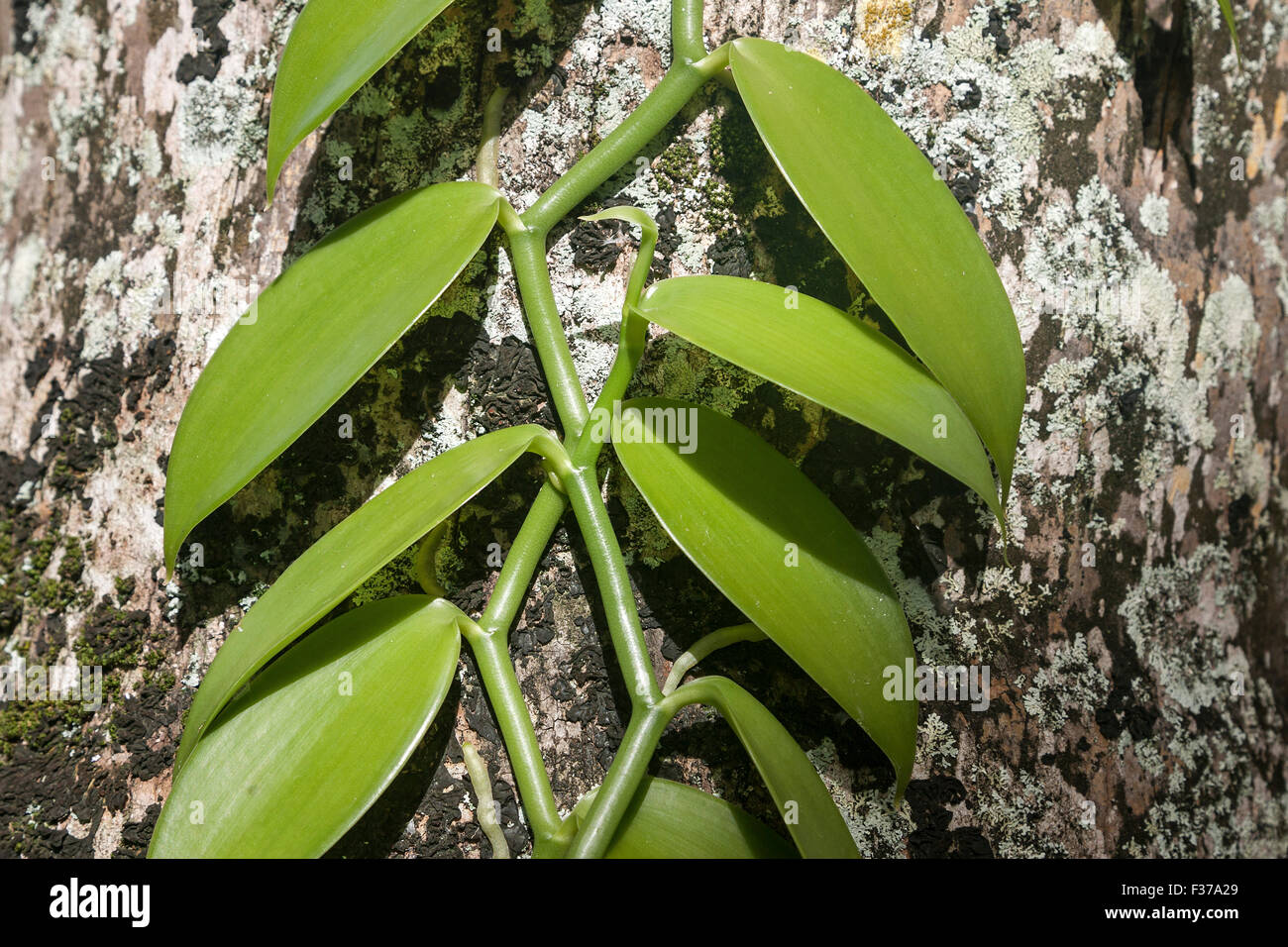 Vanilla plant (Vanilla sp.), La Digue Island, Seychelles Stock Photo ...