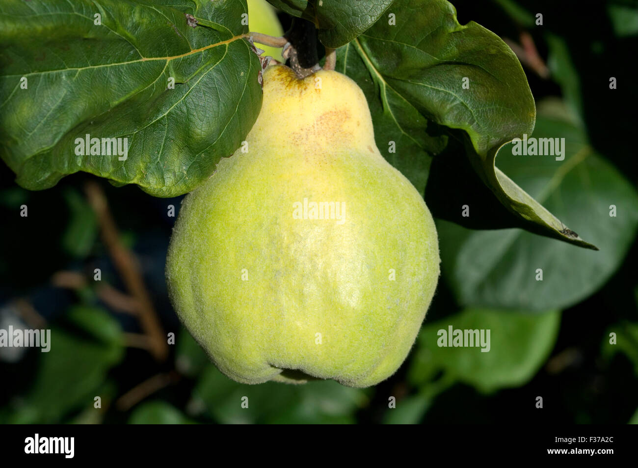Quitte; Birnenfruechtige, Quitte; Cydonia Stock Photo - Alamy