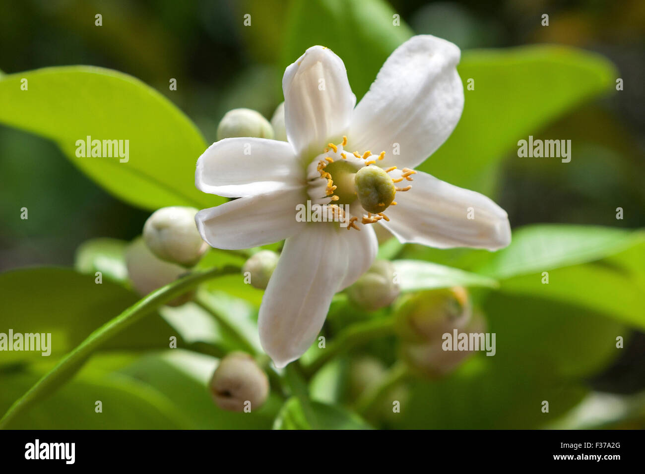 Le limon hi-res stock photography and images - Alamy