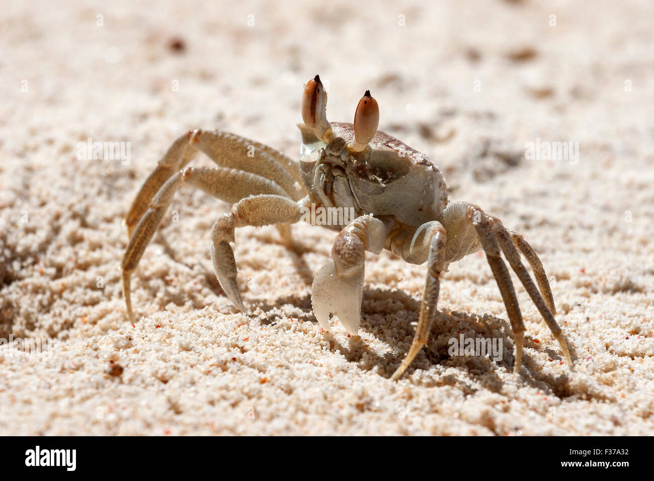 Ghost crab (Ocypode sp.), in the sand, Praslin Island, Seychelles Stock ...