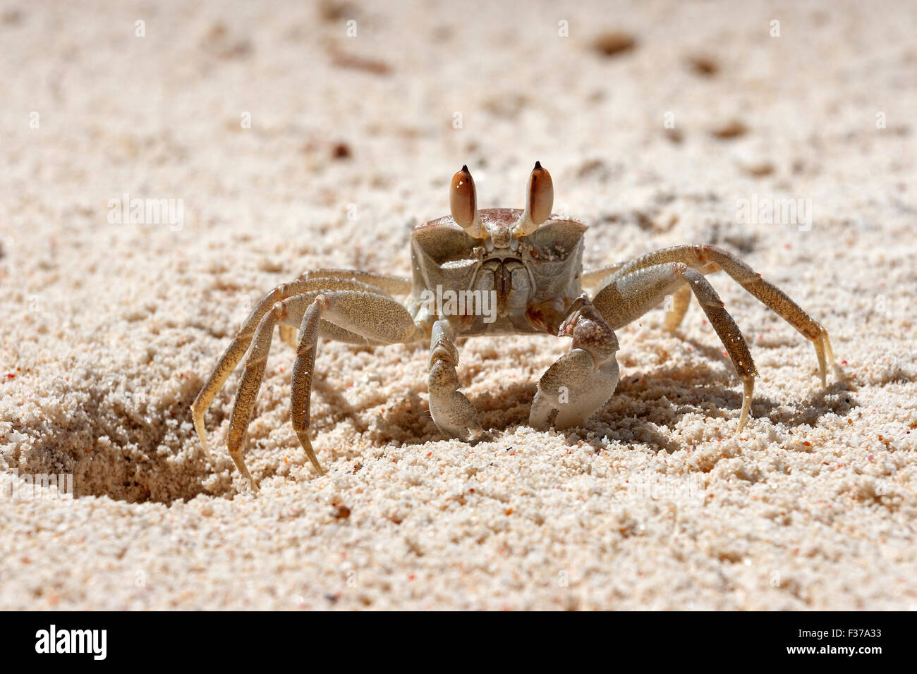 Ghost Crab Burrow