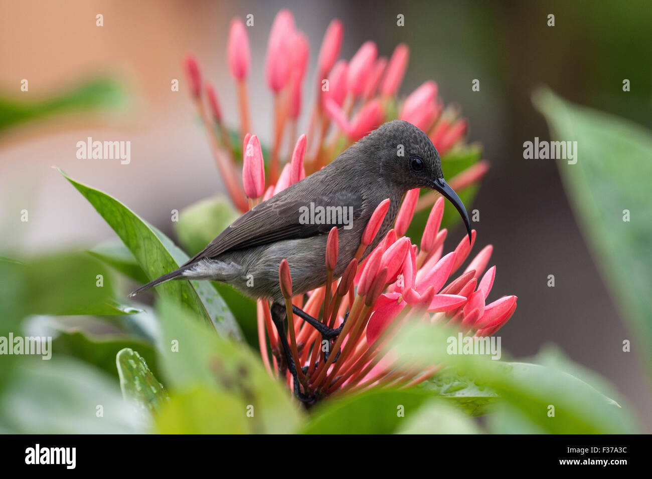 Seychelles sunbird (Cinnyris dussumieri), sitting on a pink flower, La ...