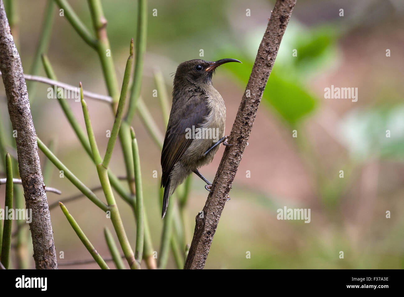 Cinnyris Dussumieri High Resolution Stock Photography and Images - Alamy