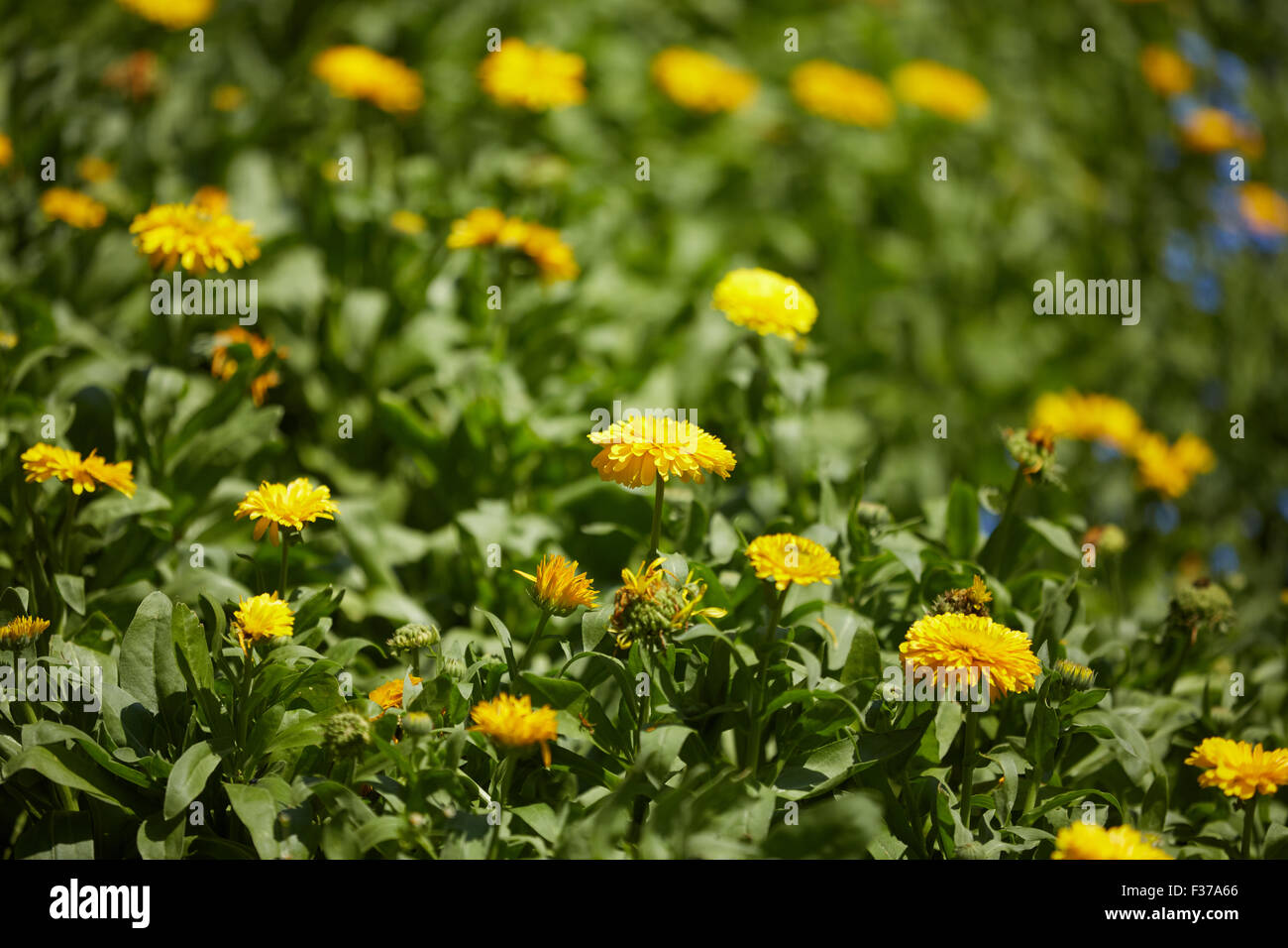 yellow meadow flowers in Vietnam Stock Photo - Alamy