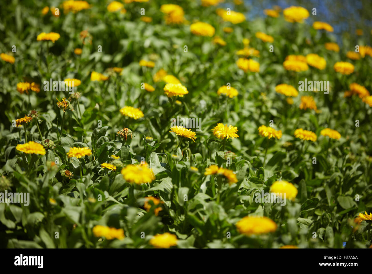 yellow meadow flowers in Vietnam Stock Photo - Alamy