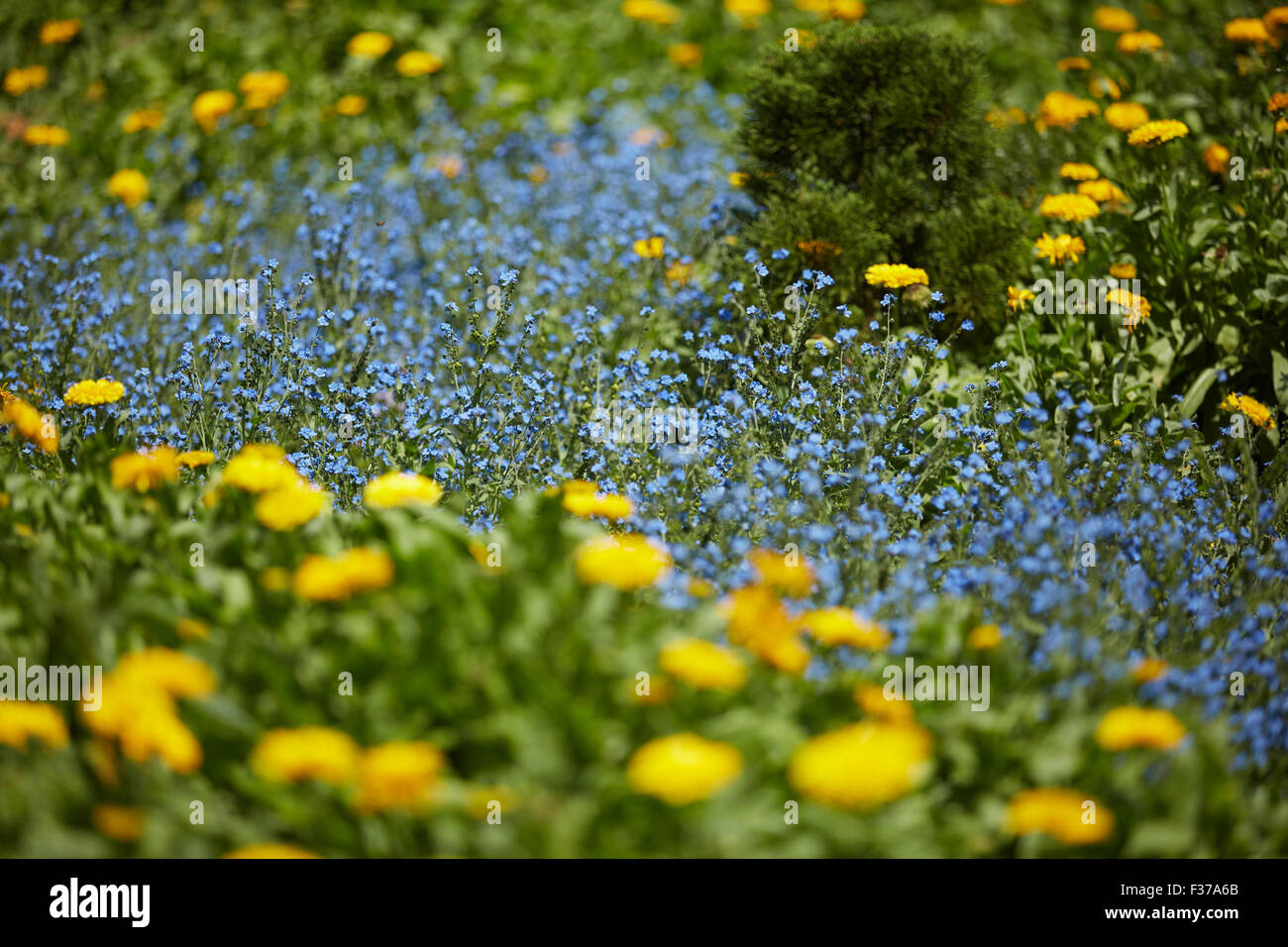 yellow meadow flowers in Vietnam Stock Photo - Alamy