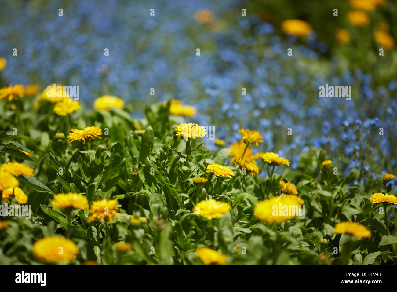 yellow meadow flowers in Vietnam Stock Photo - Alamy