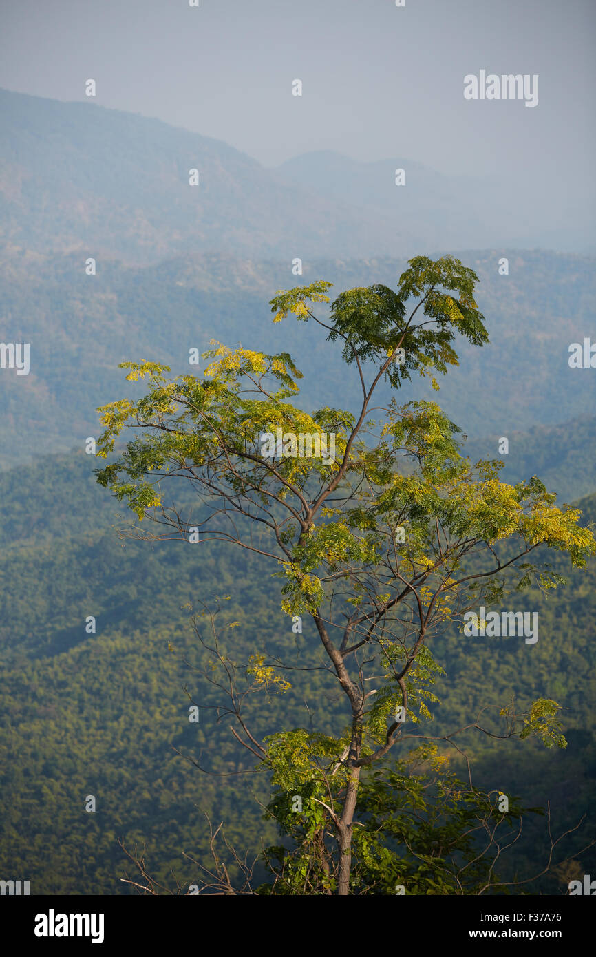 the trees on the mountain slopes Stock Photo - Alamy