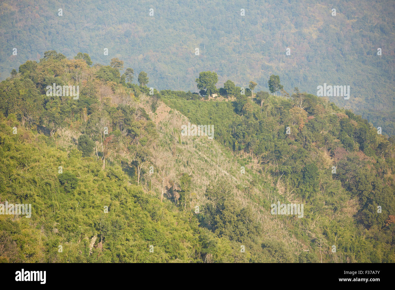 the trees on the mountain slopes Stock Photo - Alamy