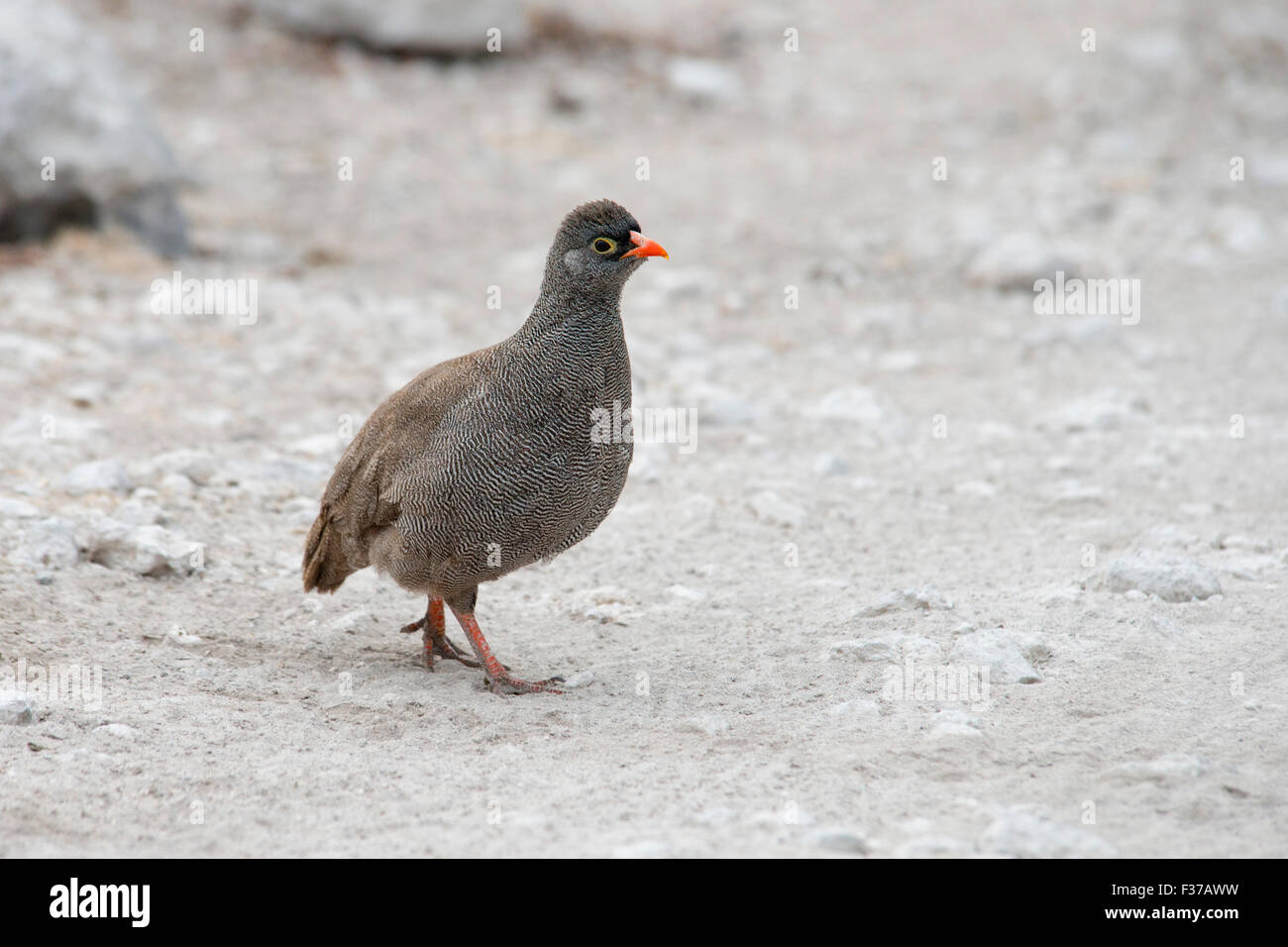 Francolinus adspersus hi-res stock photography and images - Alamy