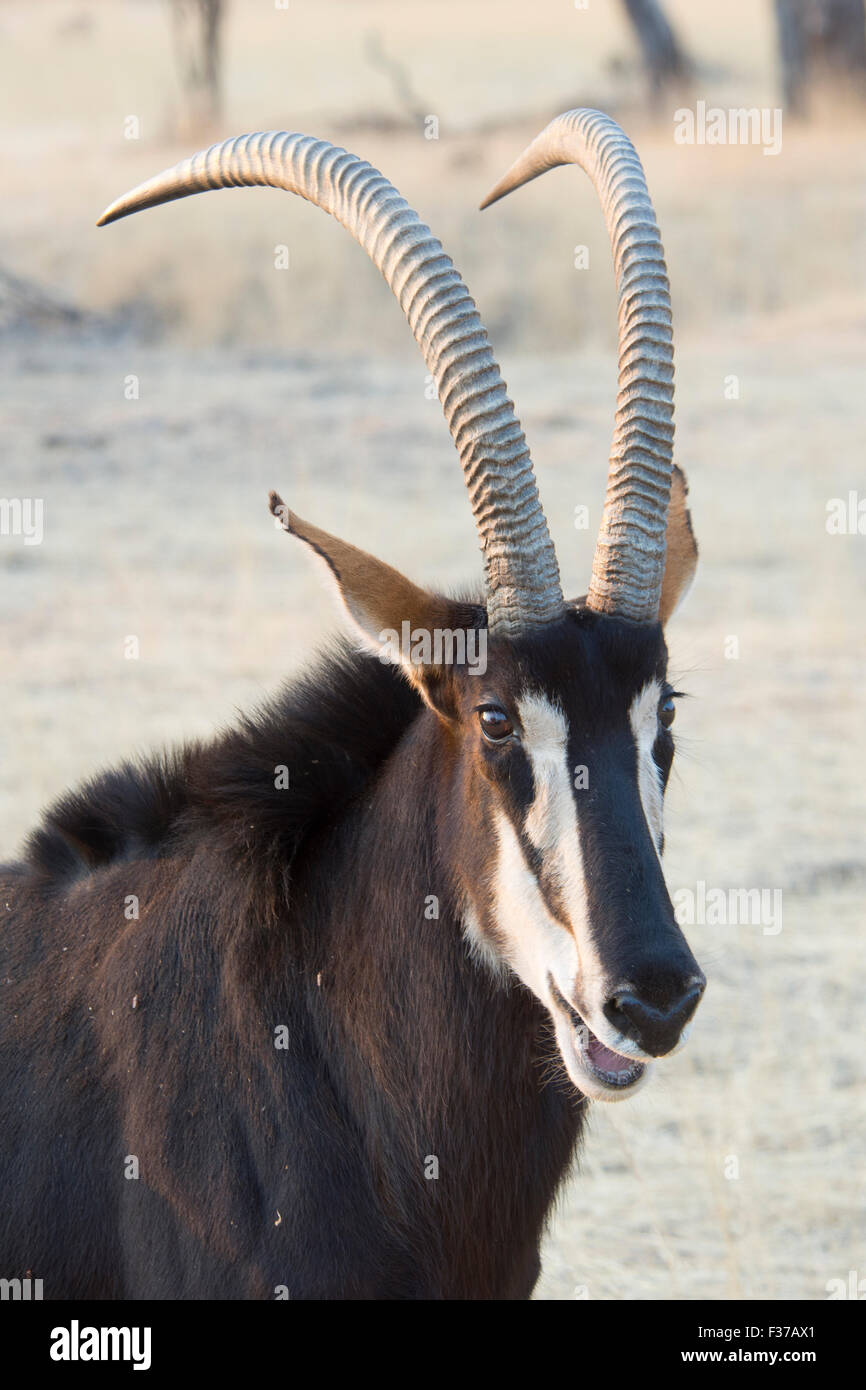 Sable antelope (Hippotragus niger), portrait, Okapuka Ranch, Windhoek ...