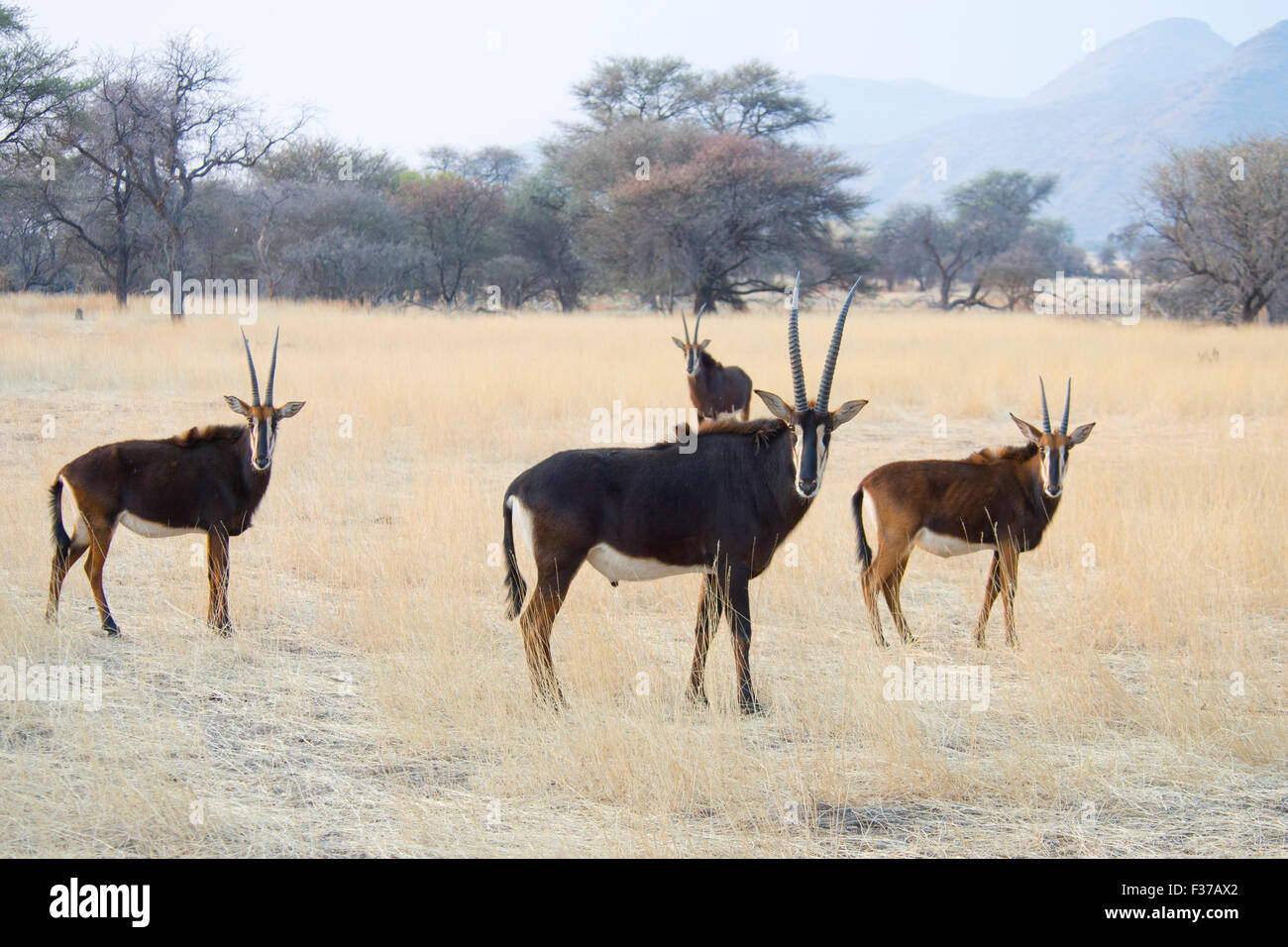 Sable antelope (Hippotragus niger), buck with females, Okapuka Ranch ...