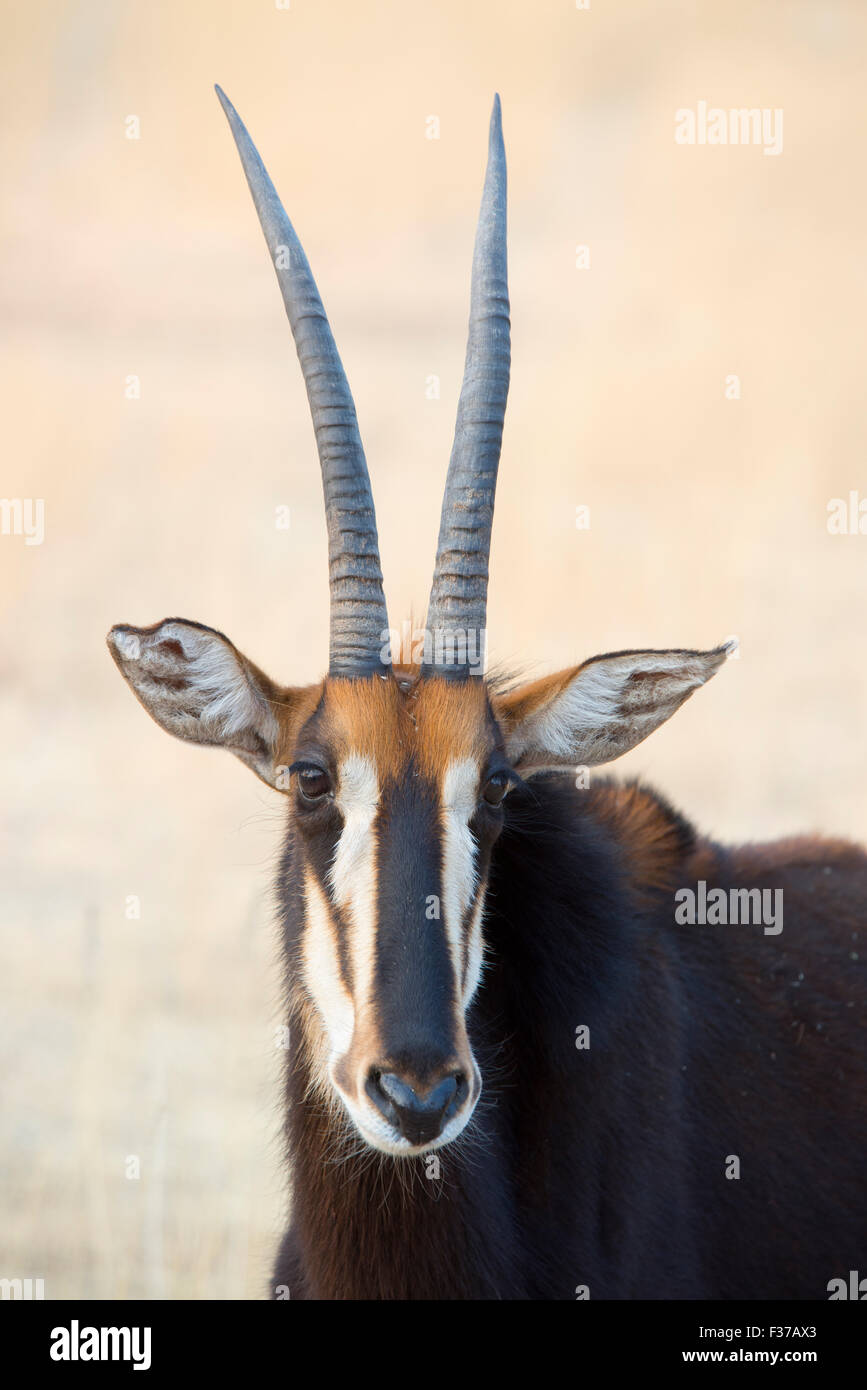 Sable Antelope Face