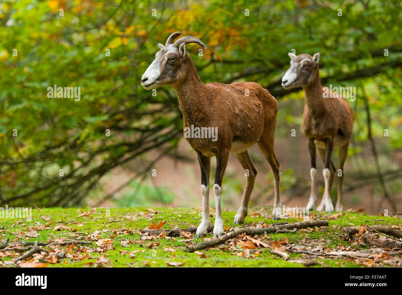 Mouflon (Ovis ammon musimon), female, captive, Saxony, Germany Stock ...