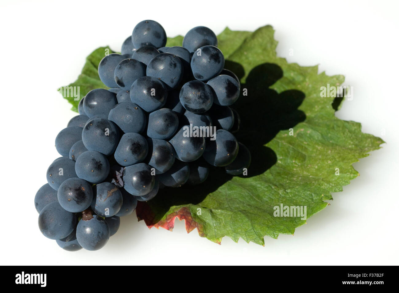 Syrah, Rotwein, Rote, Weintrauben, Weintraube Stock Photo - Alamy