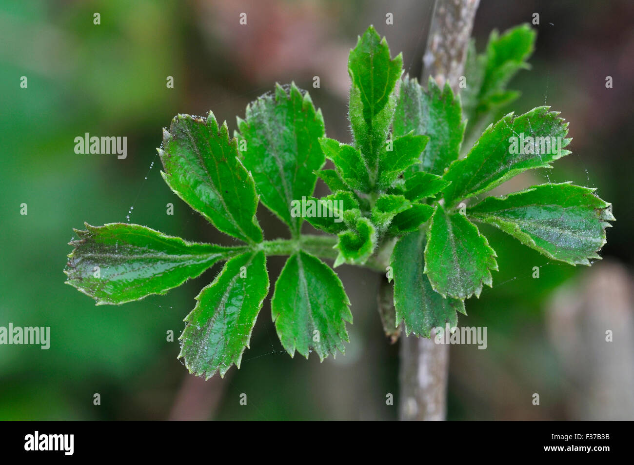 Elder tree uk hi-res stock photography and images - Alamy