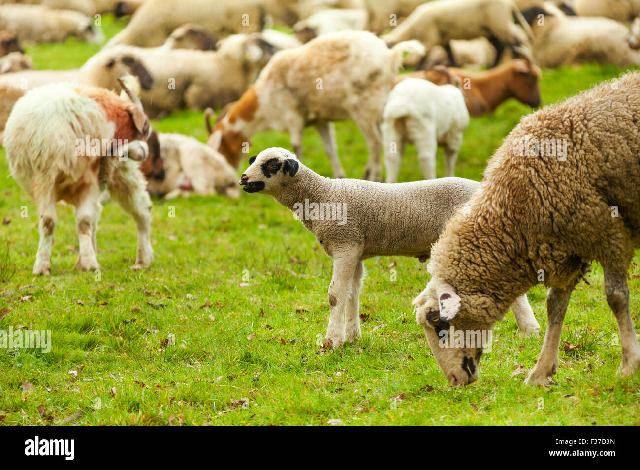 Many sheep pasture in the green meadow Stock Photo - Alamy