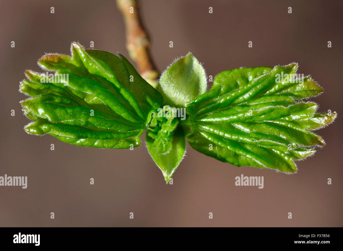 Field maple foliage Stock Photo - Alamy