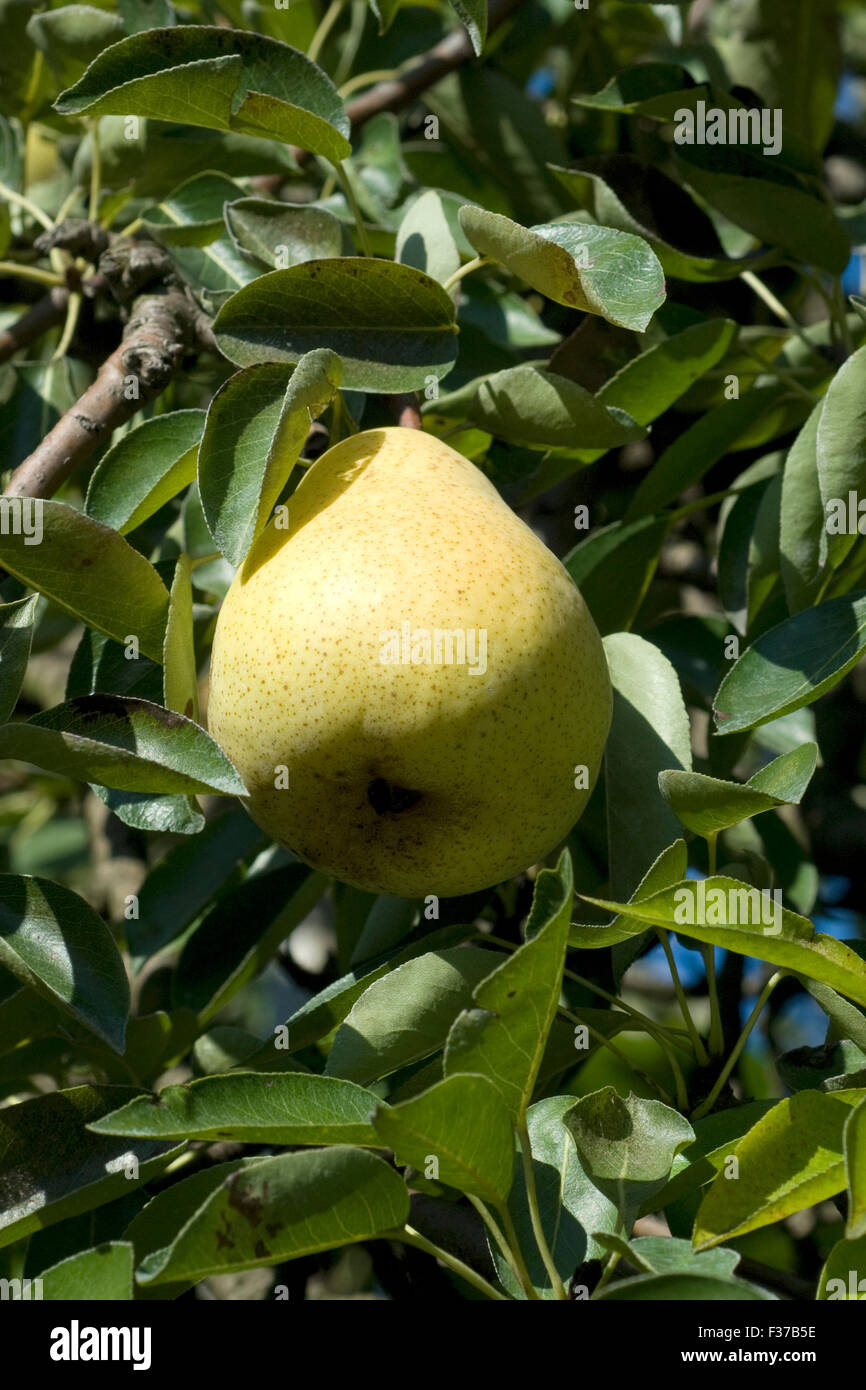 Williams birne hi-res stock photography and images - Alamy