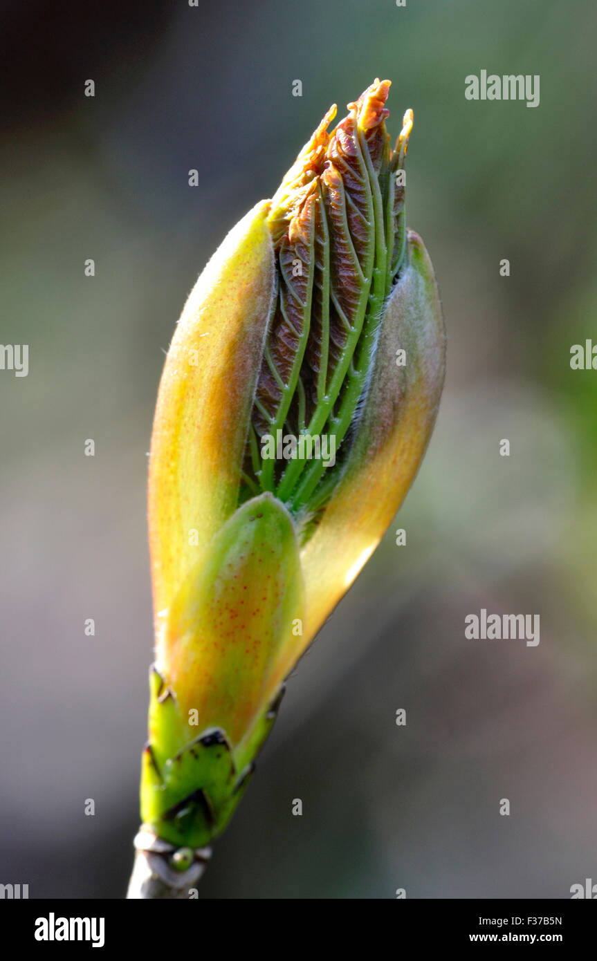 Sycamore bud hi-res stock photography and images - Alamy