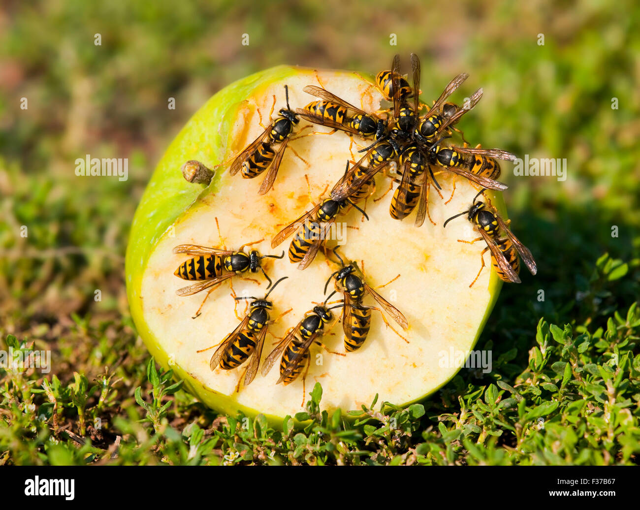 German wasps (Vespula germanica), on a sliced-open apple, Germany Stock ...