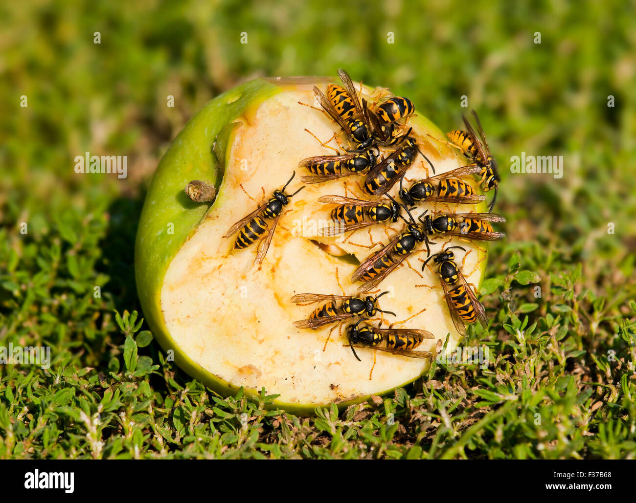German wasps hi-res stock photography and images - Alamy