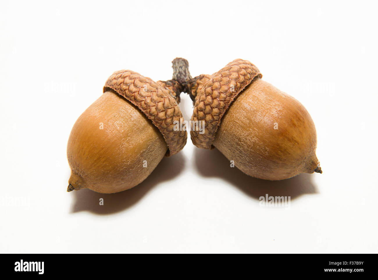 Two acorns Cut Out Stock Images & Pictures - Alamy