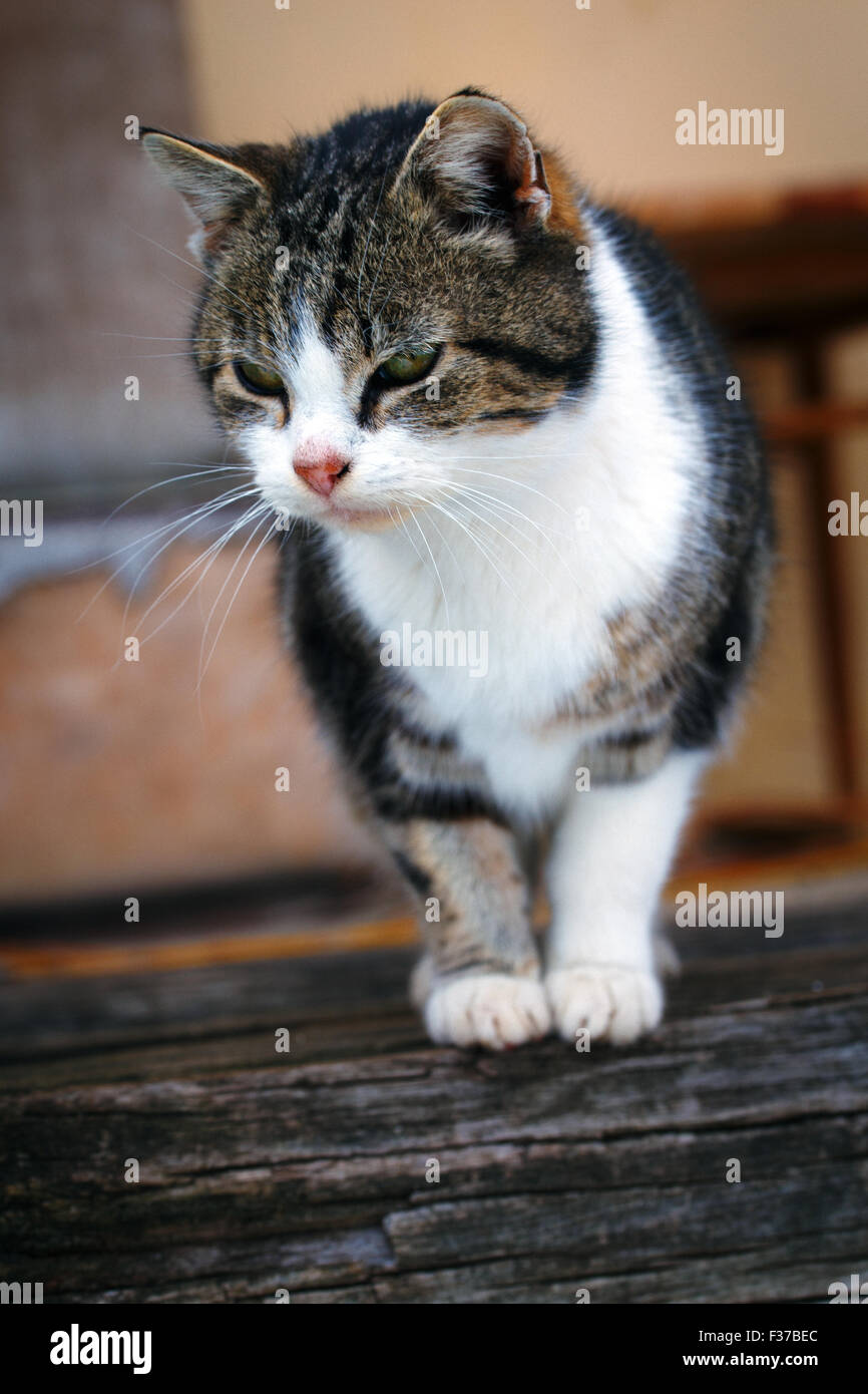 cat sitting on wood in nature Stock Photo - Alamy