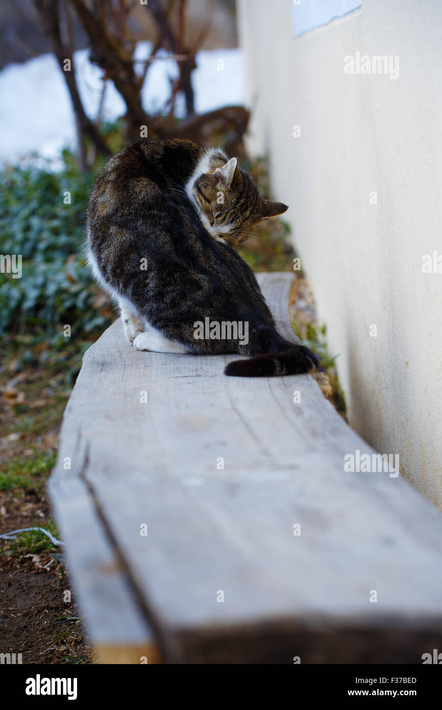 Cat in nature Cat washing itself Stock Photo - Alamy