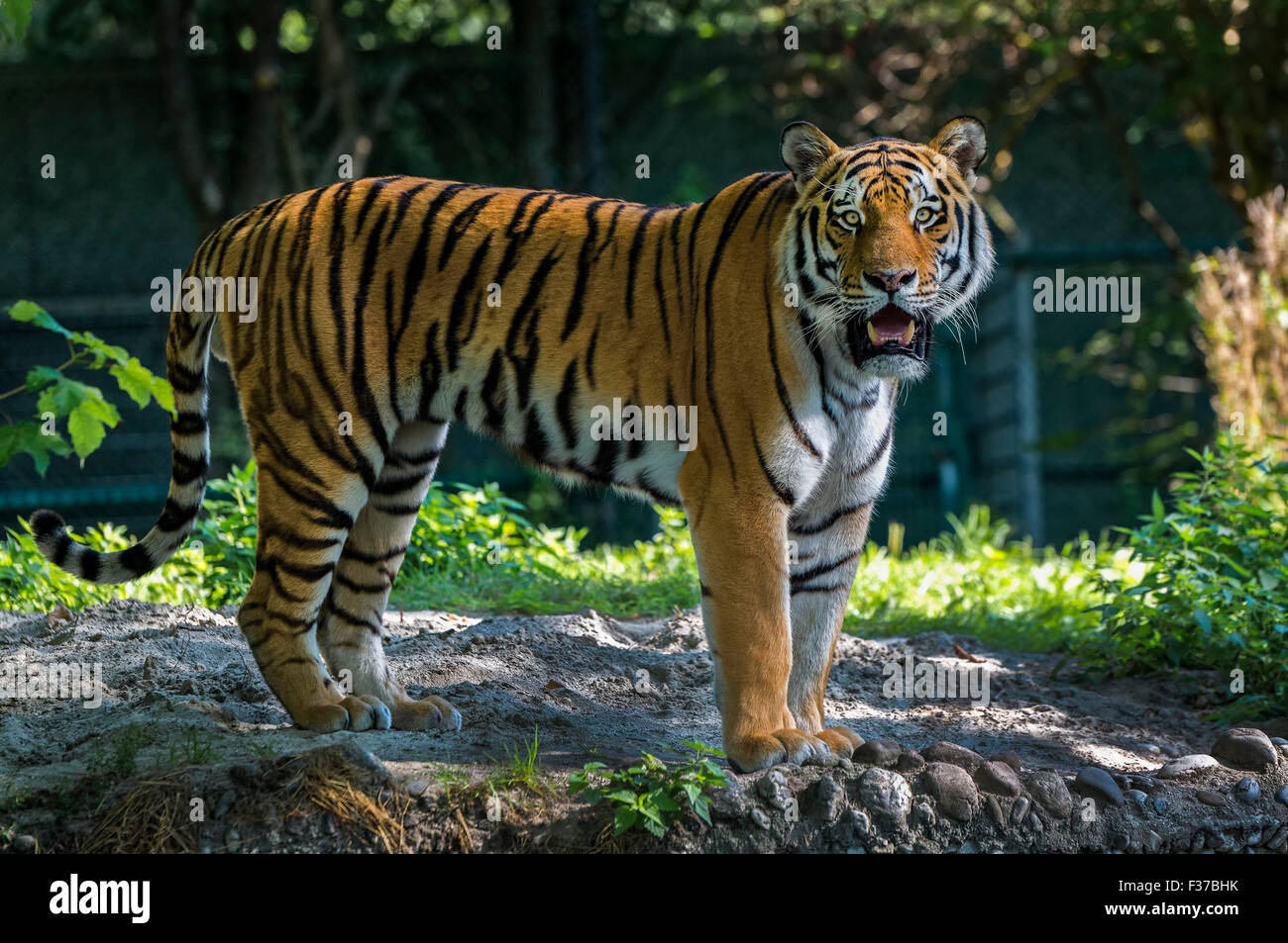 Siberian tiger (Panthera tigris altaica), captive, Bavaria, Germany ...