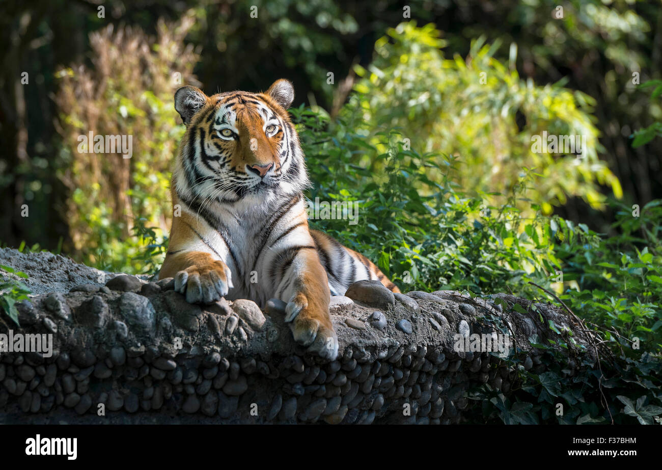 Siberian tiger (Panthera tigris altaica), captive, Bavaria, Germany ...